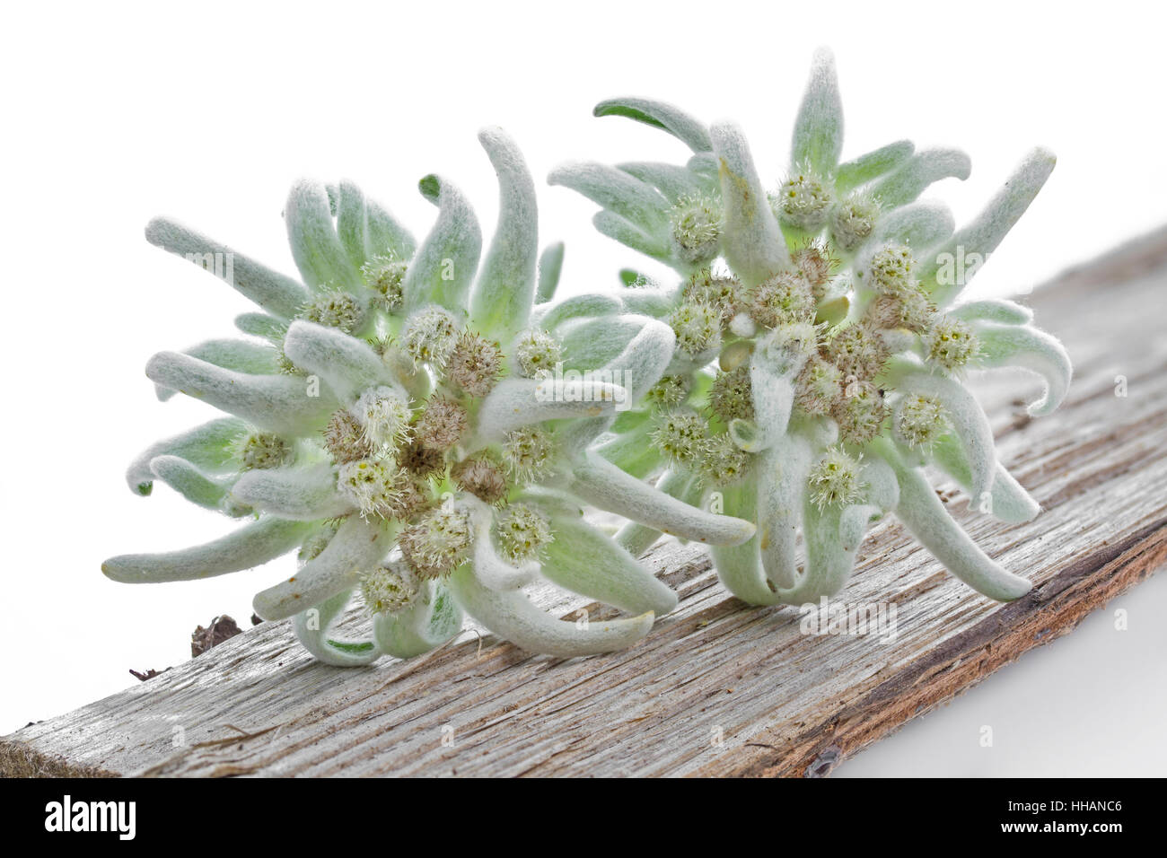 alpine edelweiss (leontopodium alpinum Stock Photo - Alamy