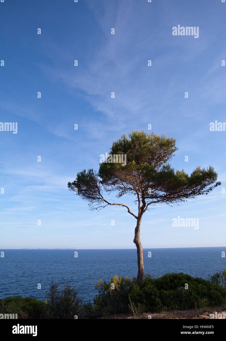 tree at the cala pi Stock Photo - Alamy