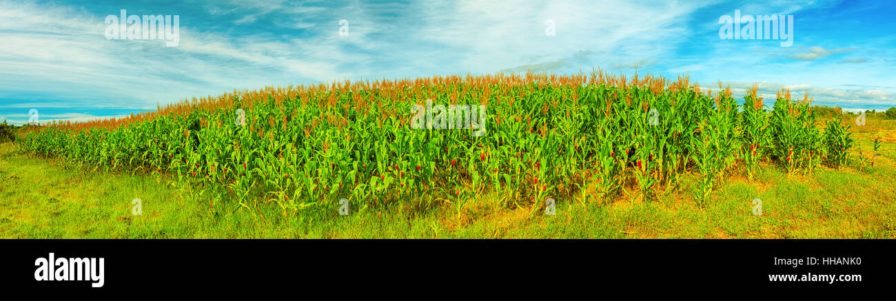 beautiful, beauteously, nice, field, sight, view, outlook, perspective ...