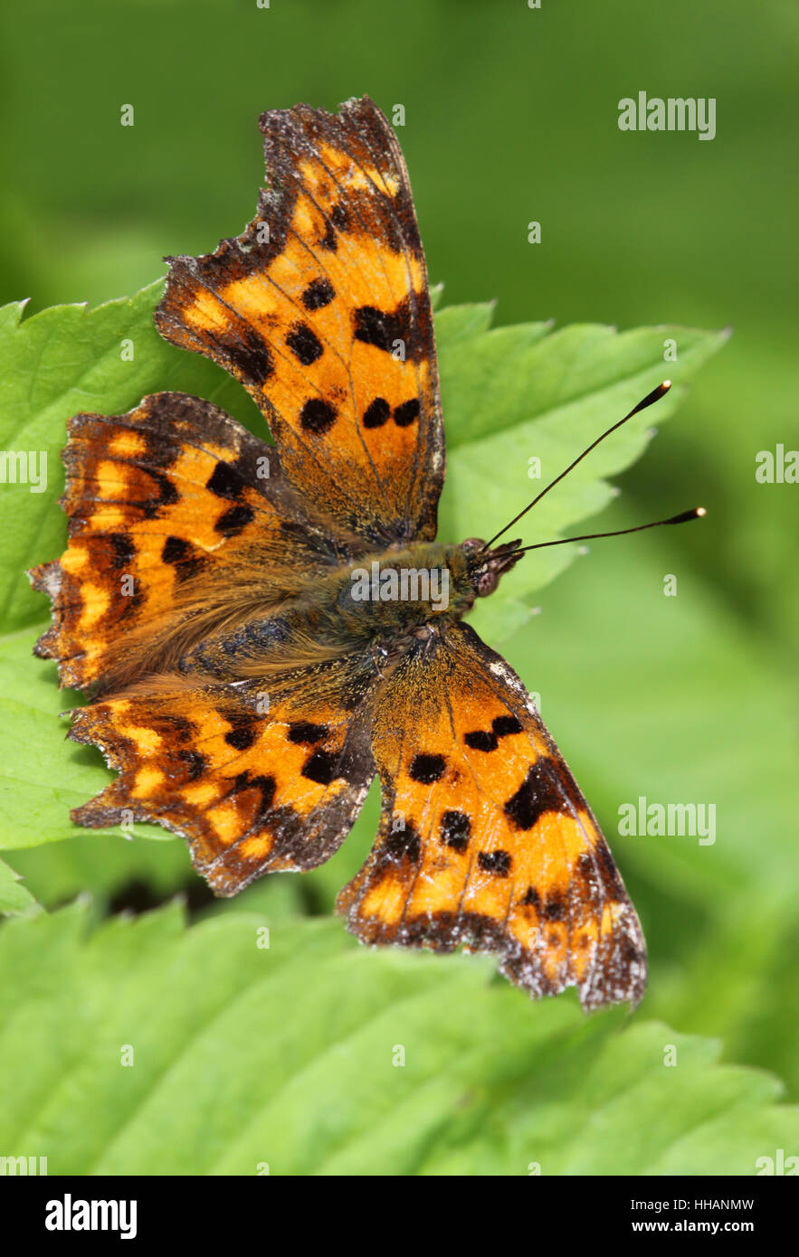Falter hi-res stock photography and images - Alamy