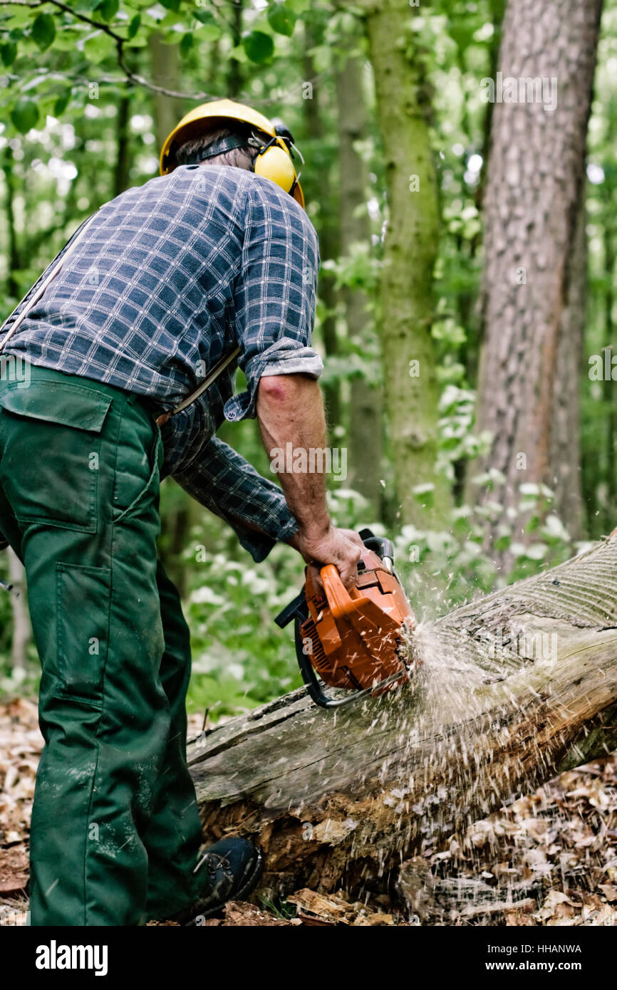 Lumberjack in forest cuts tree with chainsaw Stock Photo - Alamy