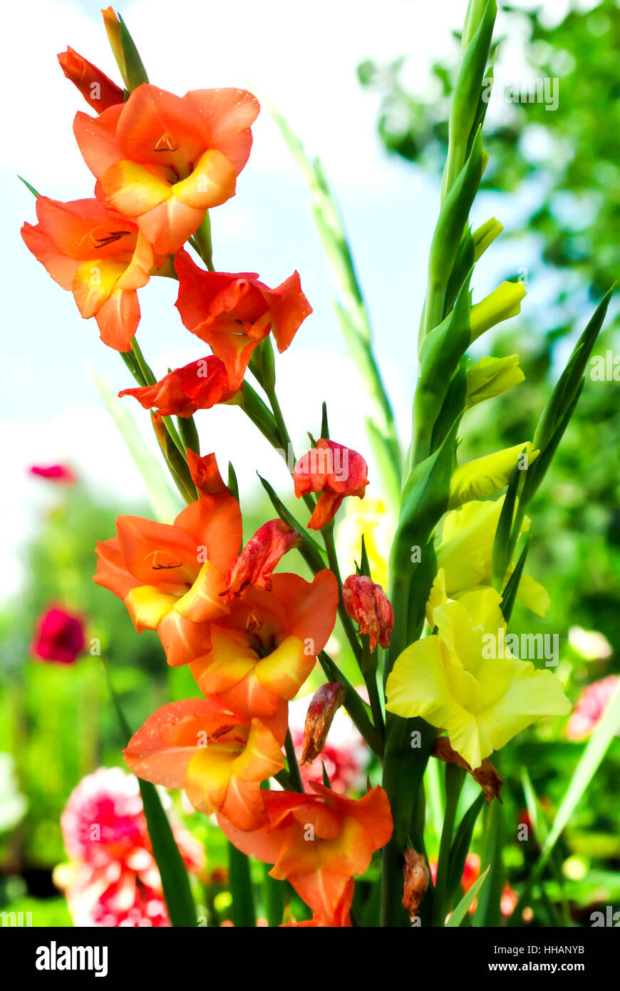 Stalks of orange and yellow gladiolas in a natural outdoor setting ...