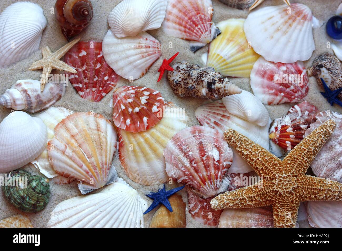 mussels,snails and starfish Stock Photo - Alamy