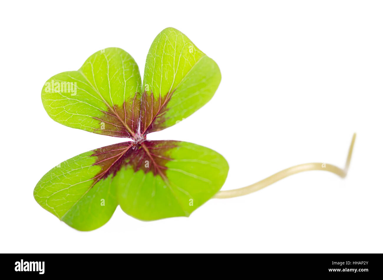 shamrock with stem against white Stock Photo - Alamy