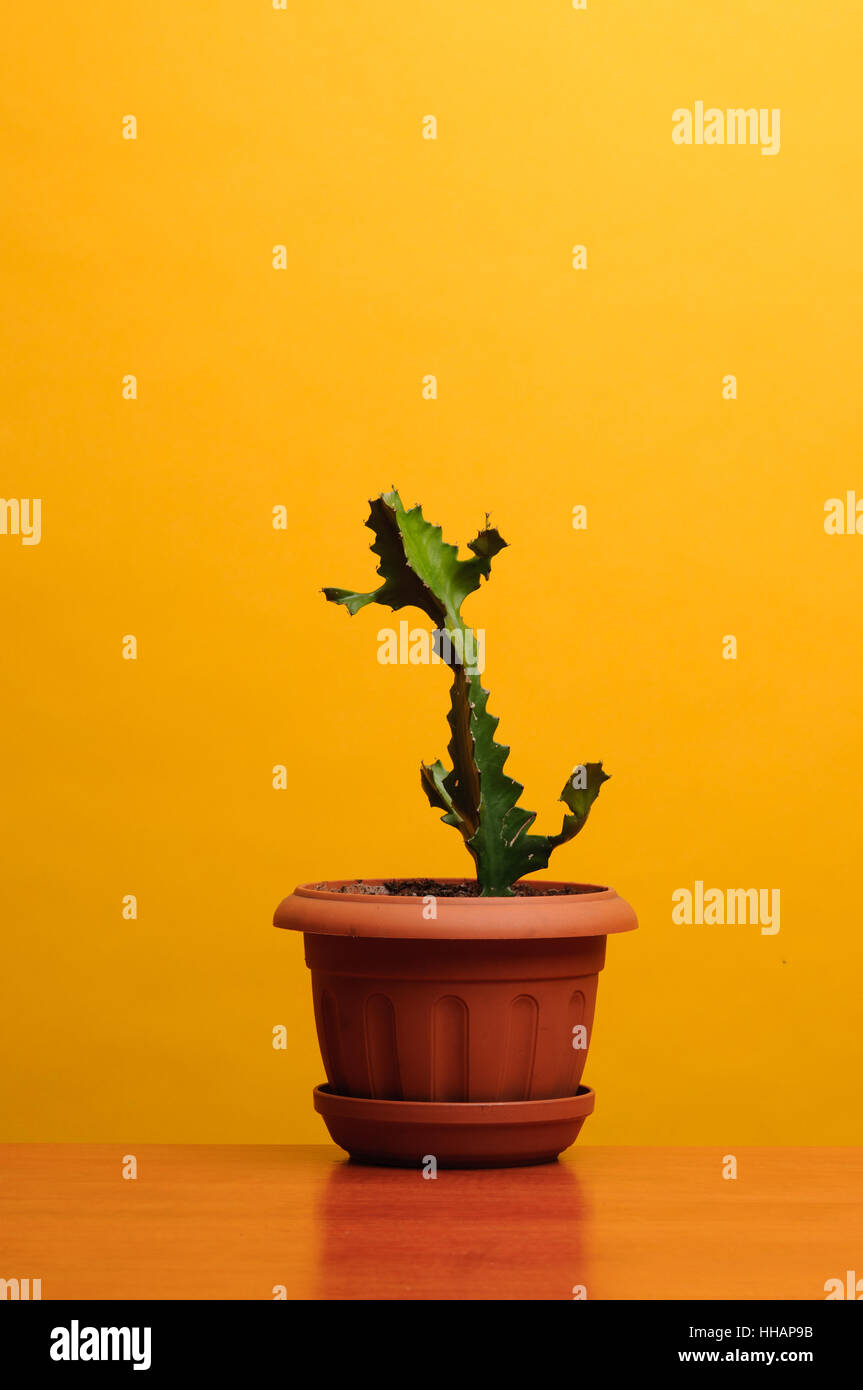 The One Cactus in the Pot on a Brown Table Stock Photo - Alamy