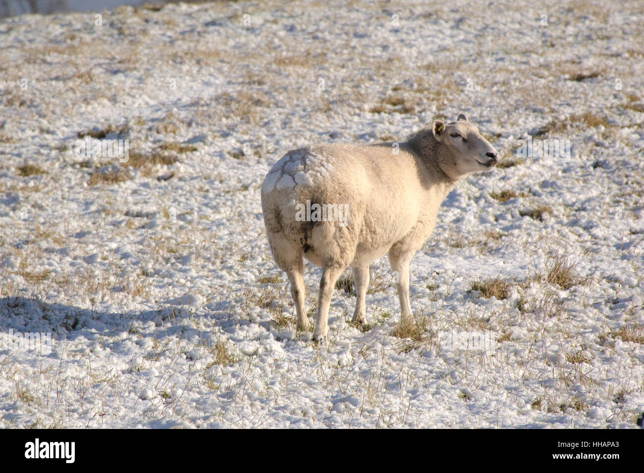 a snow covered sheep Stock Photo - Alamy