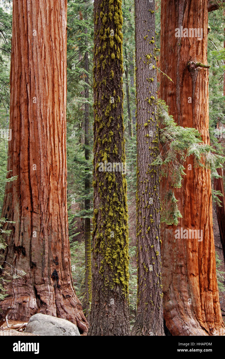 Sequoia forest deforestation hi-res stock photography and images - Alamy
