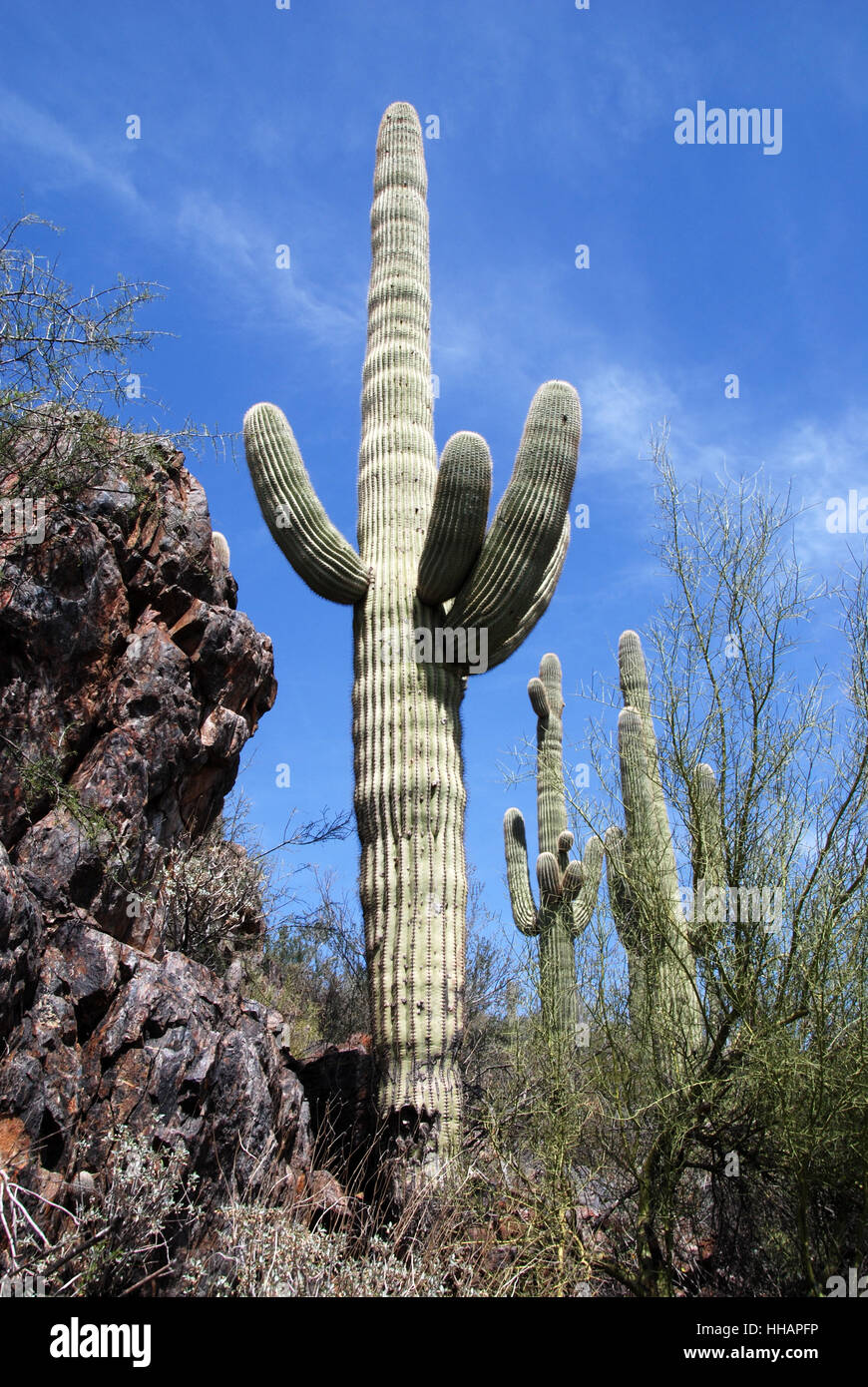 saguaro arizona 4 Stock Photo - Alamy