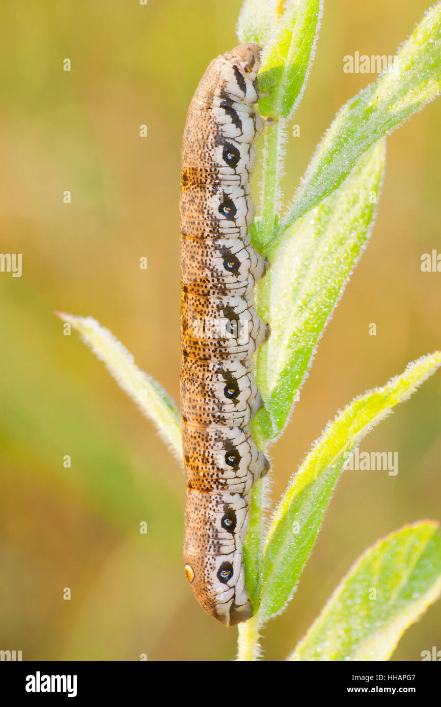 evening primrose moth Stock Photo - Alamy