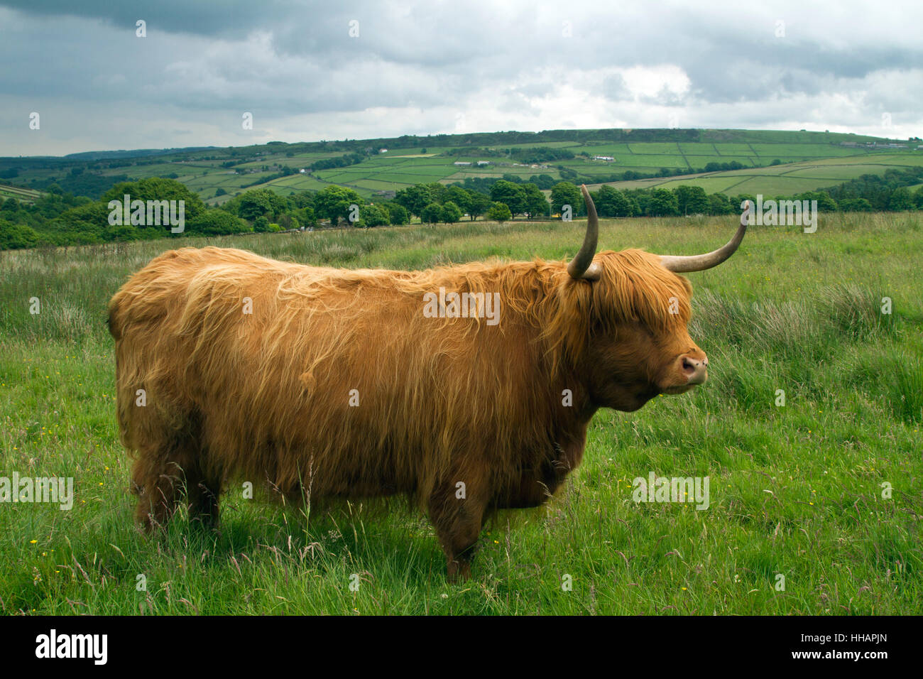 farm animal, tree, trees, hill, animal, animals, bull, agriculture ...