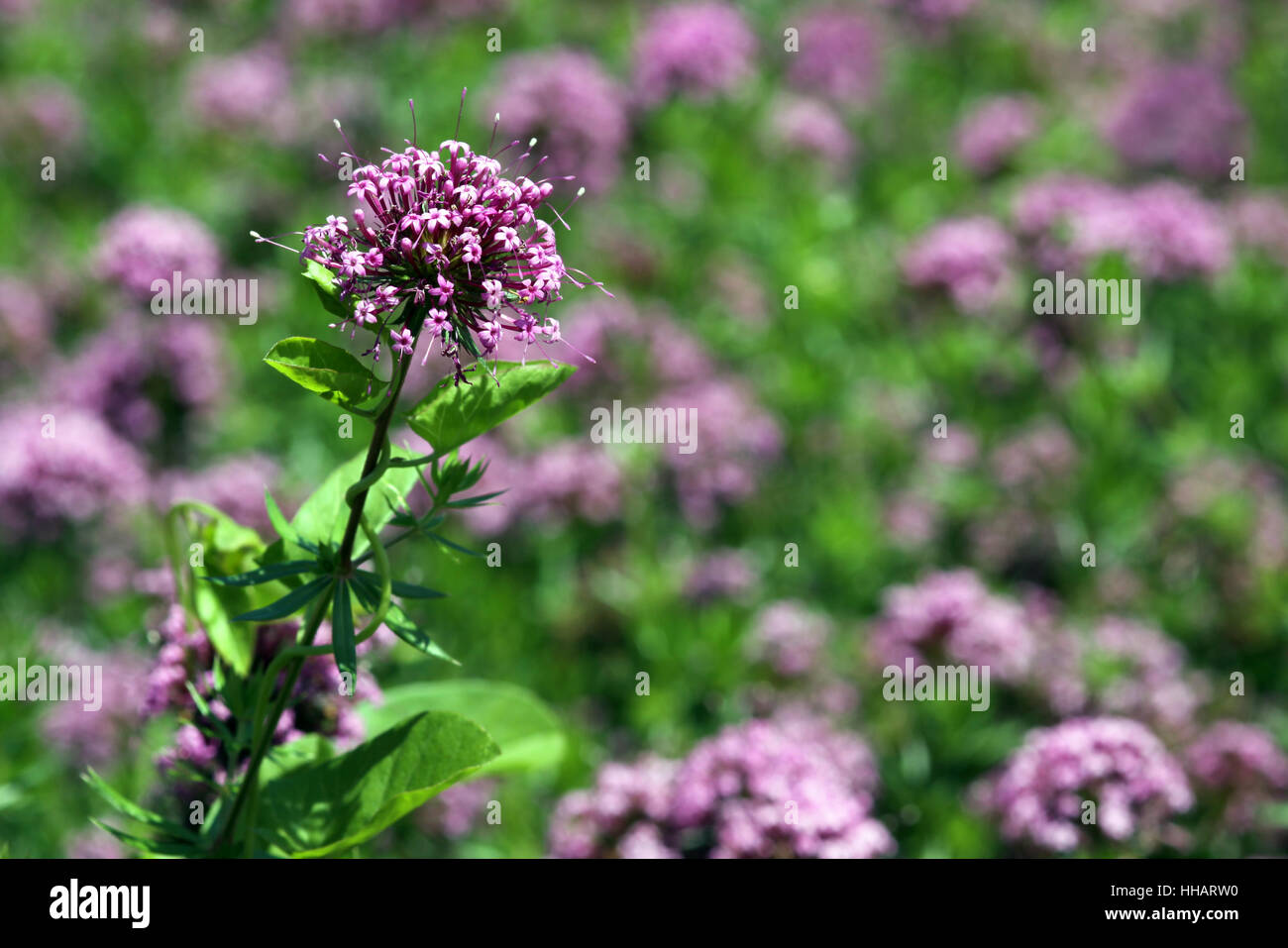 phuopsis stylosa [rose woodruff] Stock Photo - Alamy