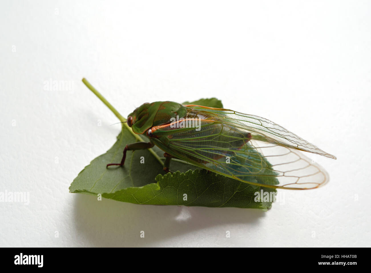A close up of the cicada. Isolated on white background Stock Photo - Alamy