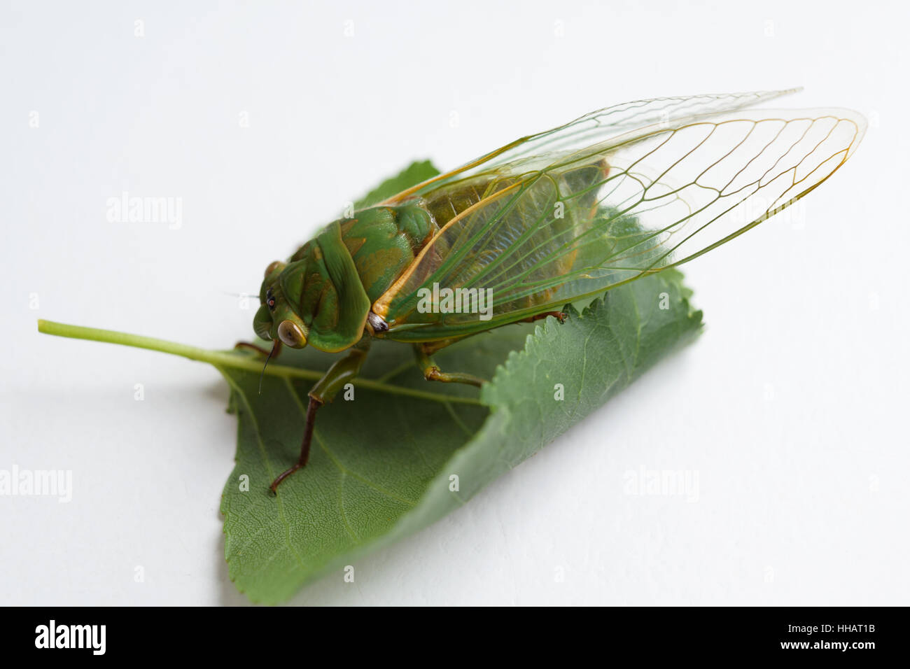 A close up of the cicada. Isolated on white background Stock Photo - Alamy