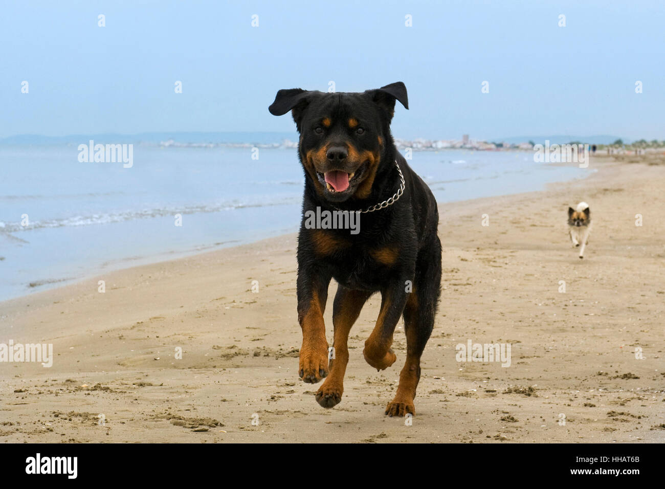 dog, dogs, rottweiler, sport, sports, run, running, runs, two, motion ...
