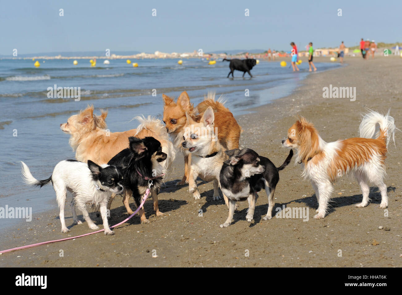 beach, seaside, the beach, seashore, dog, dogs, puppy, group, salt ...