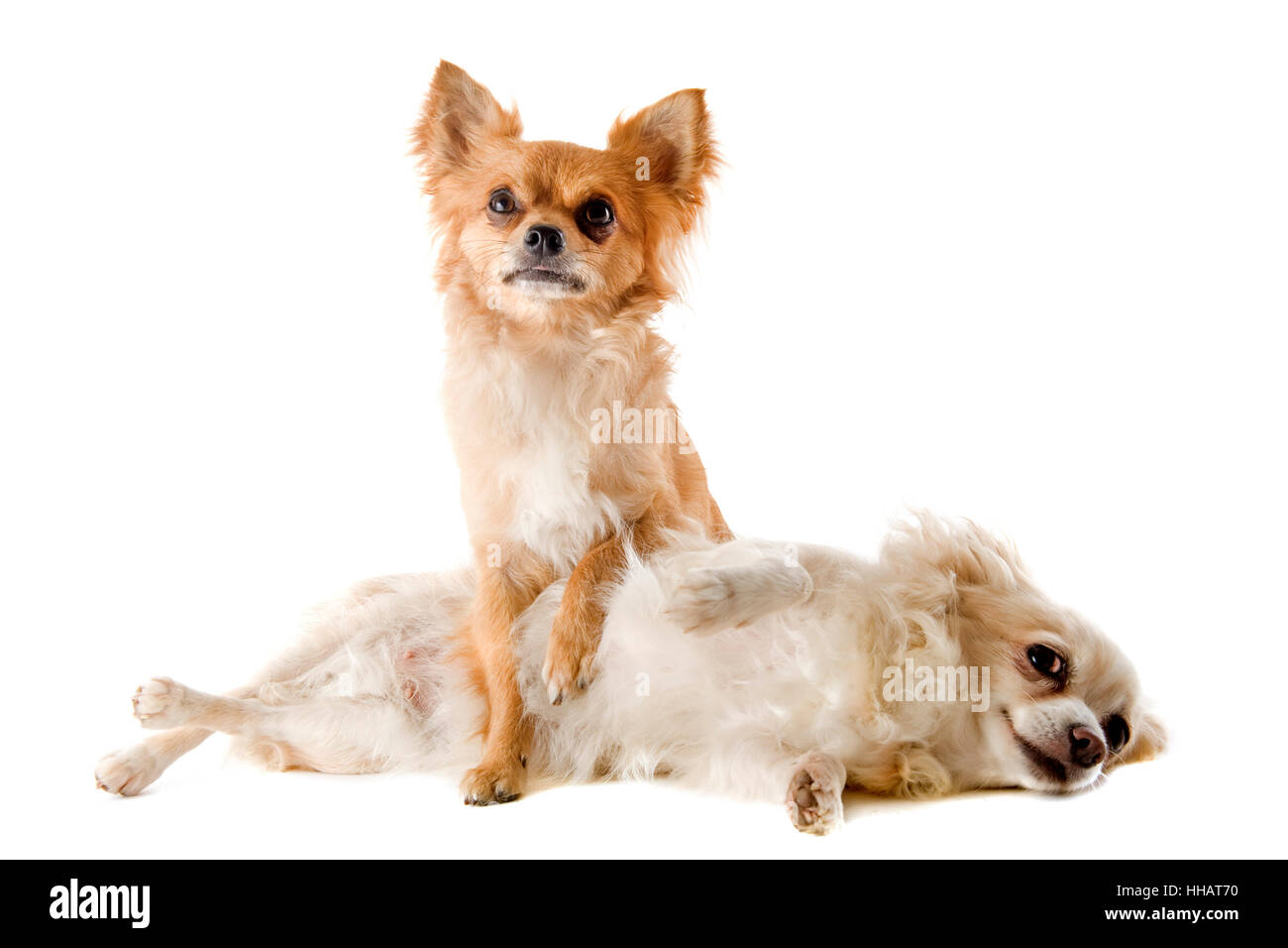 dog, dogs, puppy, couple, pair, two, laugh, laughs, laughing, twit ...