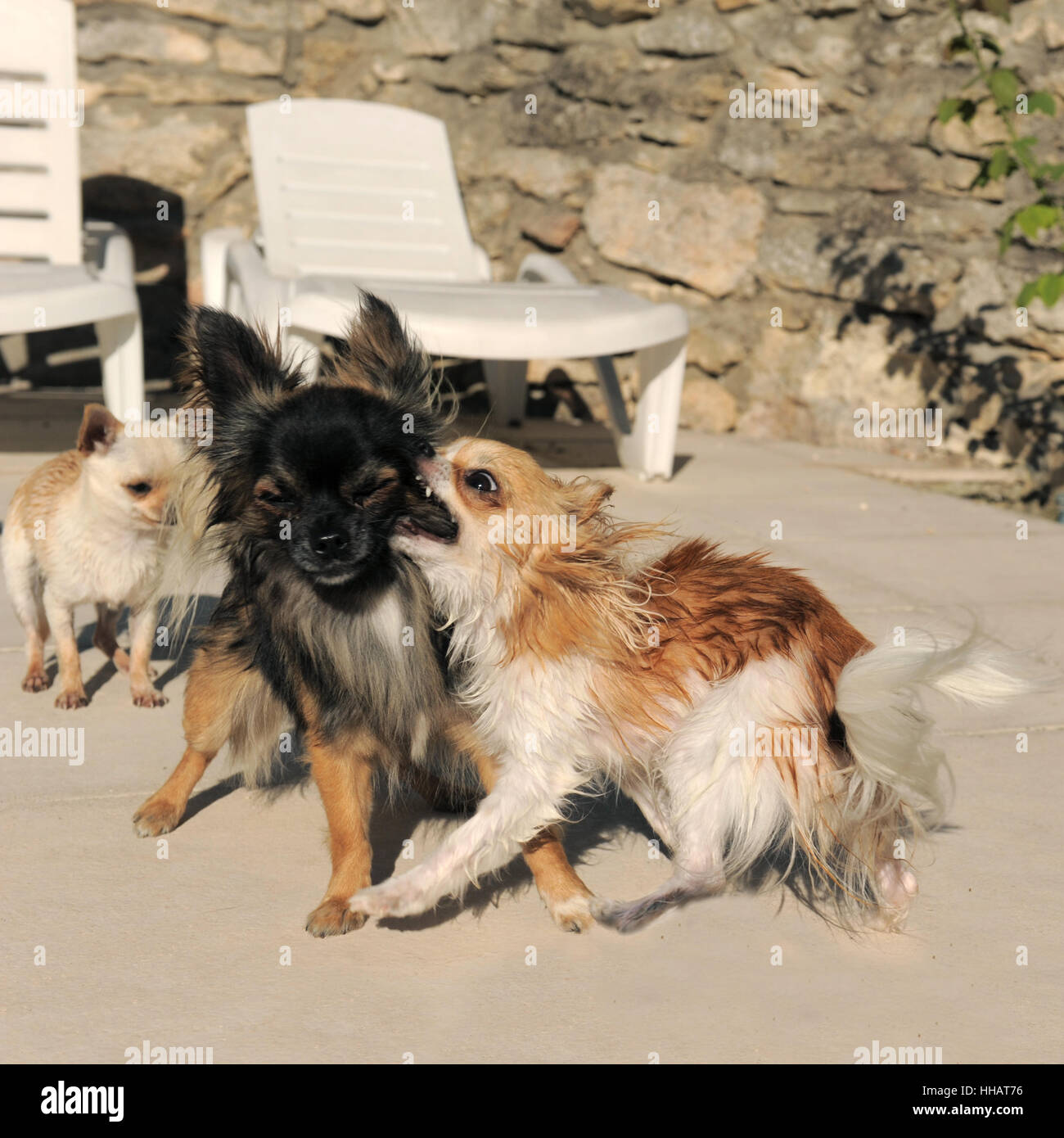 fight, fighting, dog, dogs, three, puppy, beautiful, beauteously, nice ...