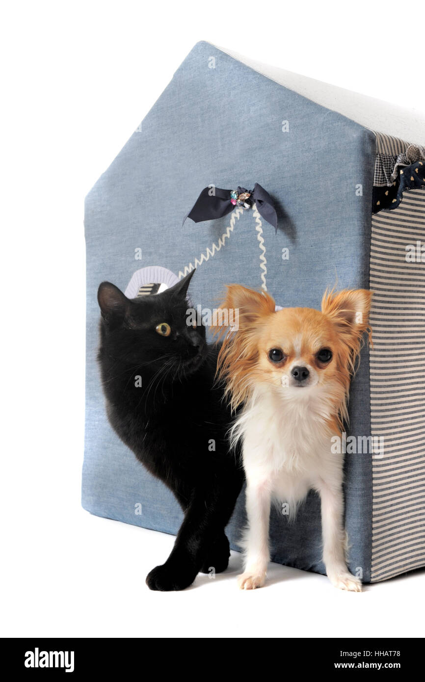 house, building, black, swarthy, jetblack, deep black, dog, pussycat ...