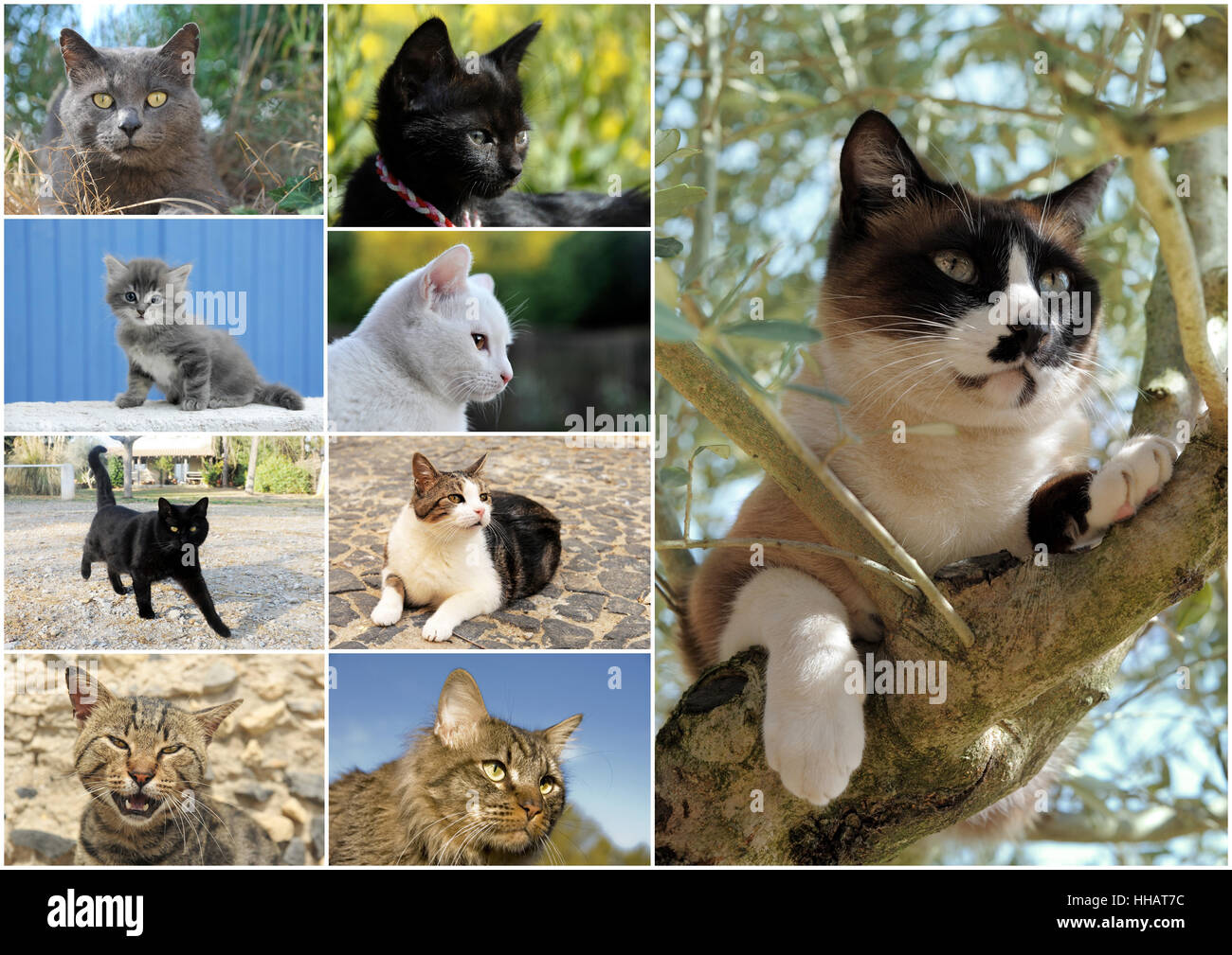 tree, black, swarthy, jetblack, deep black, cat baby, kitten, pussycat ...