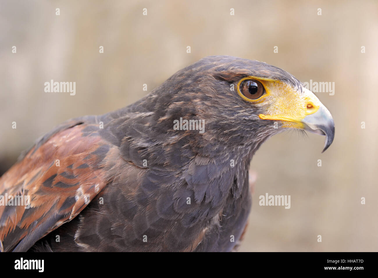 bird, sport, sports, animal, hunter, raptor, birds of prey, glove, beak ...