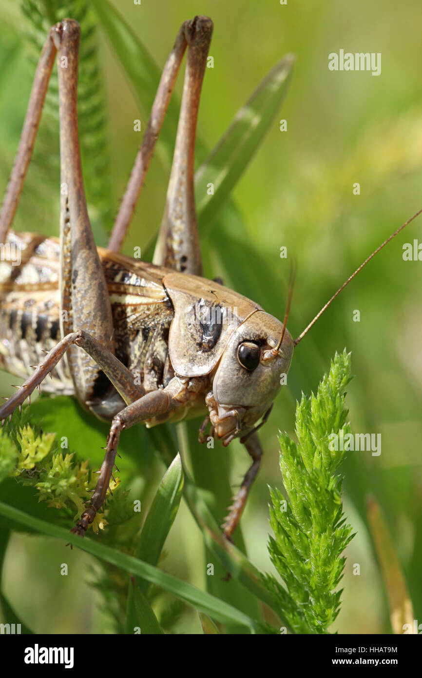 leaf, insect, summer, summerly, wing, grasshopper, meadow, grass, lawn ...