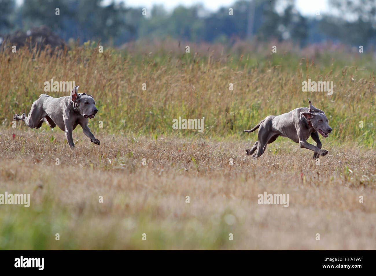 Two Weimaraner dogs run in yellow field Stock Photo - Alamy