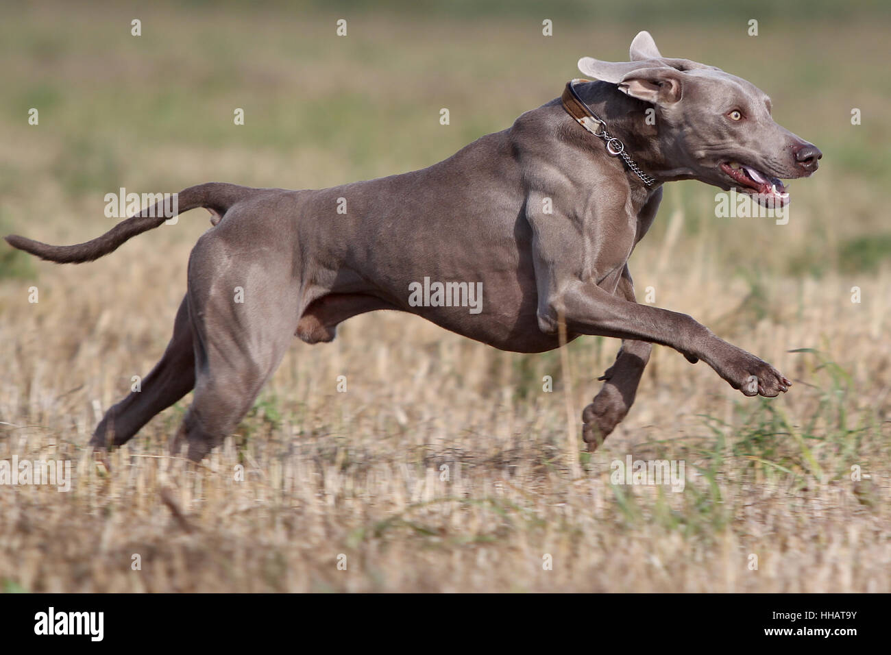Weimaraner dog swim on blue water lake with cane Stock Photo - Alamy