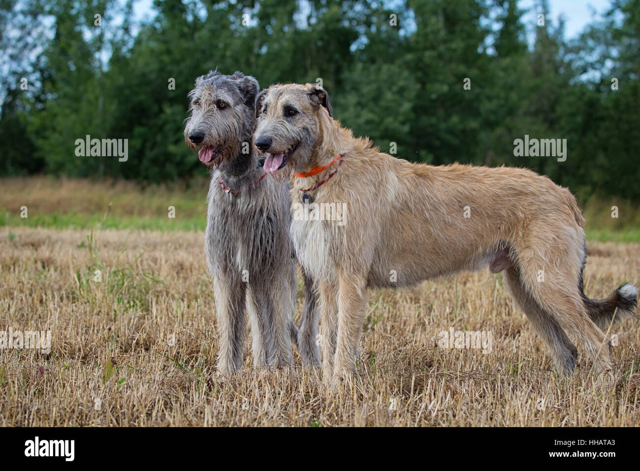 animal, pet, field, summer, summerly, dog, wolf, wolfhound, irish, hound Stock Photo - Alamy