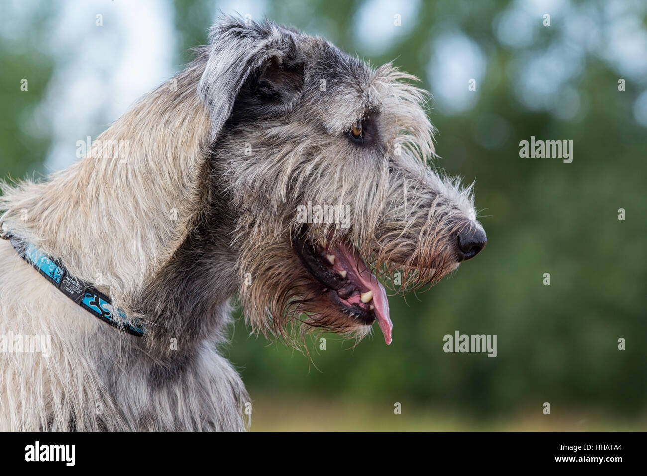 animal, pet, field, summer, summerly, dog, wolf, wolfhound, irish, hound Stock Photo - Alamy