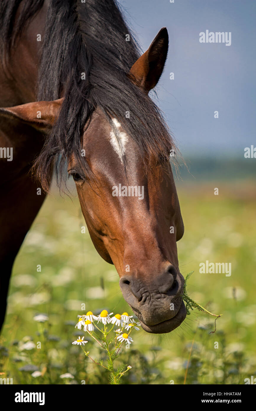 horse, animal, flower, plant, field, summer, summerly, stallion, mare ...