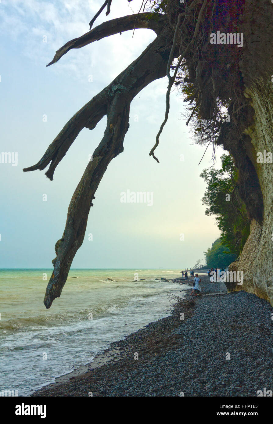 tree roots on beach Stock Photo - Alamy