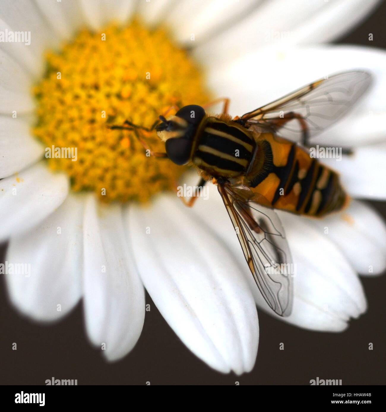 pollen collector at marguerite Stock Photo - Alamy