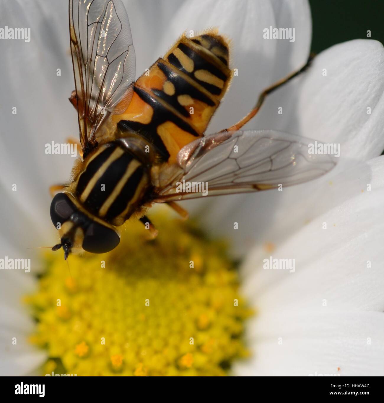 pollen collector at marguerite Stock Photo - Alamy