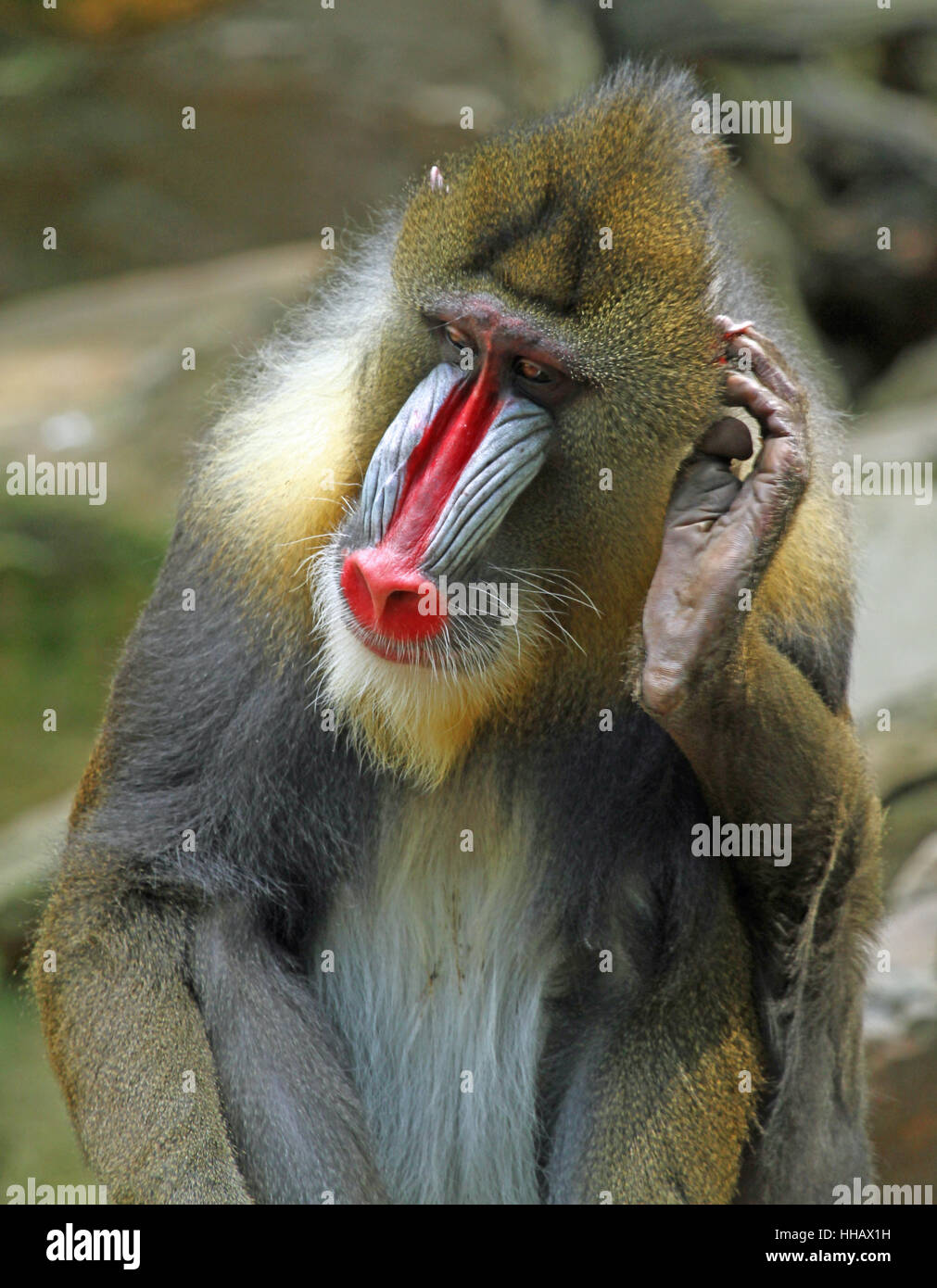 Mandrillus sphinx eat hi-res stock photography and images - Alamy