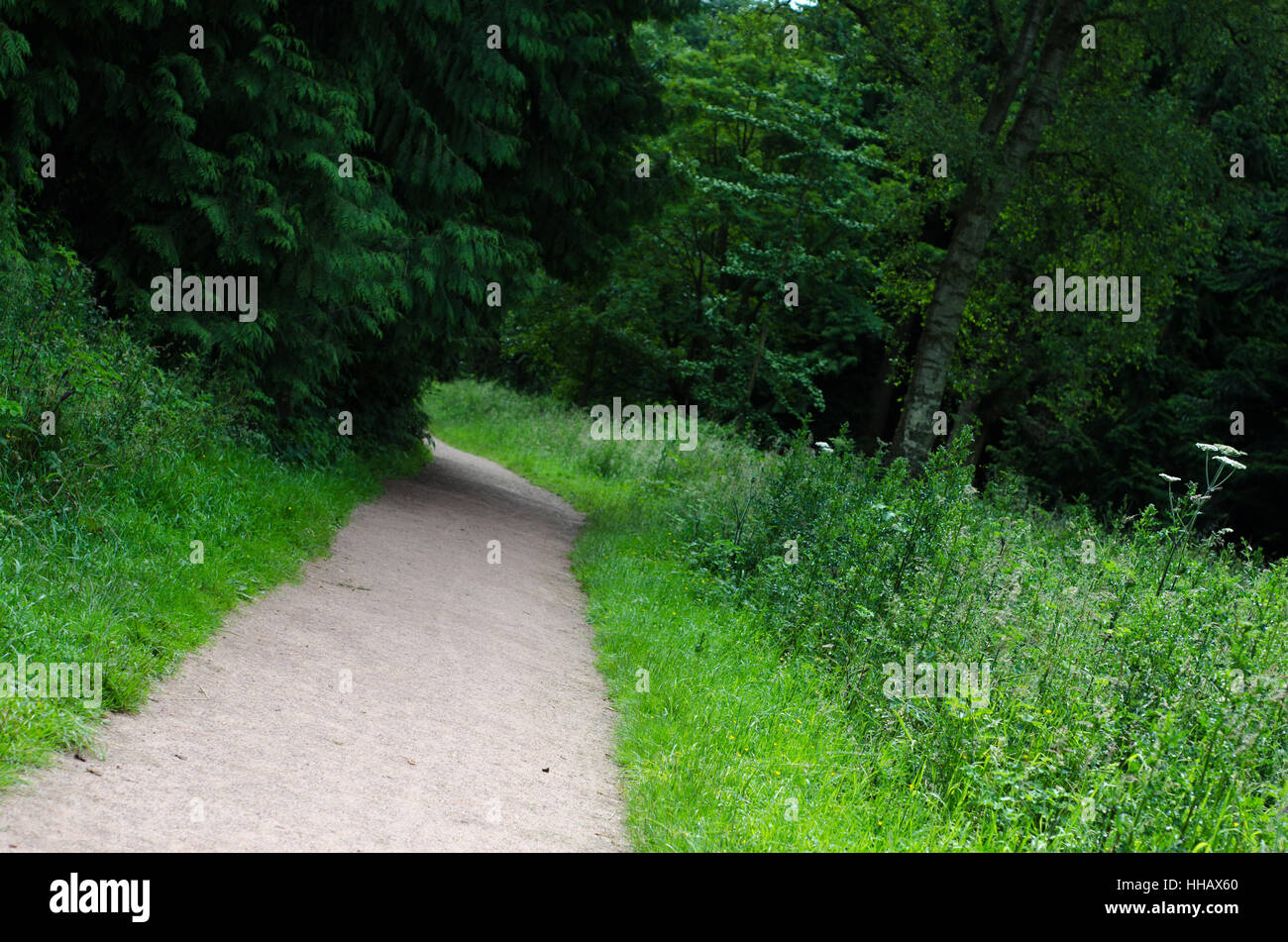 woods, track, footmark, footprint, path, way, pathway, forest, walk, go ...