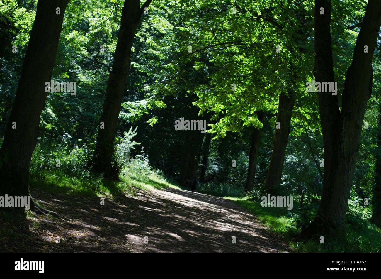 woods, track, footmark, footprint, path, way, pathway, forest, walk, go ...