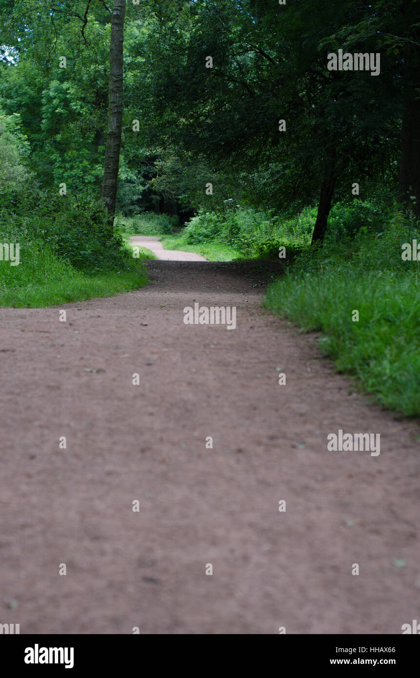 woods, track, footmark, footprint, path, way, pathway, forest, walk, go ...