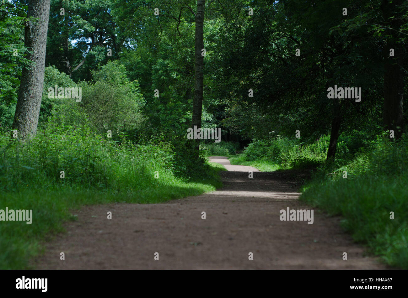 woods, track, footmark, footprint, path, way, pathway, forest, walk, go ...