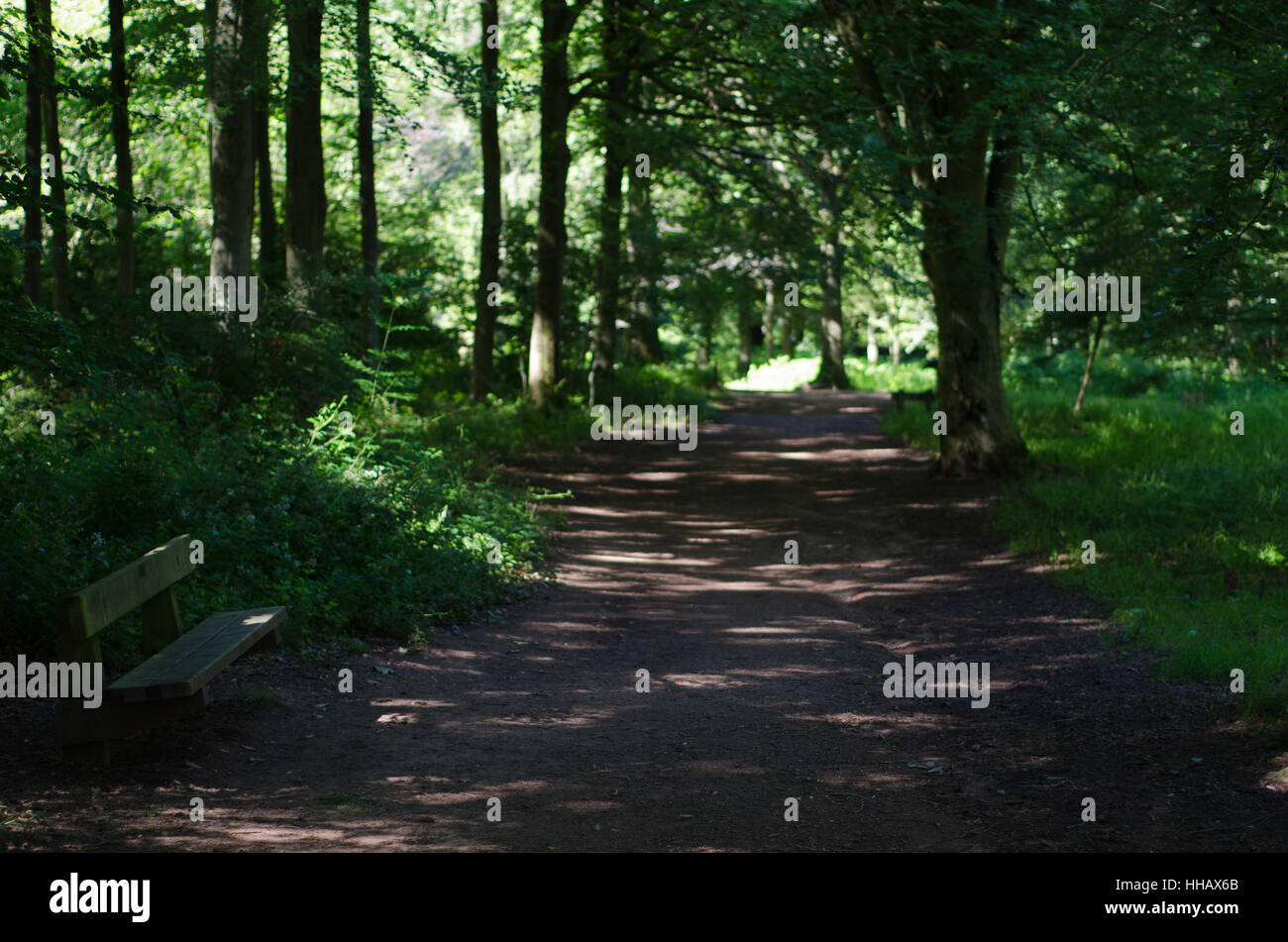 woods, track, footmark, footprint, path, way, pathway, forest, walk, go ...