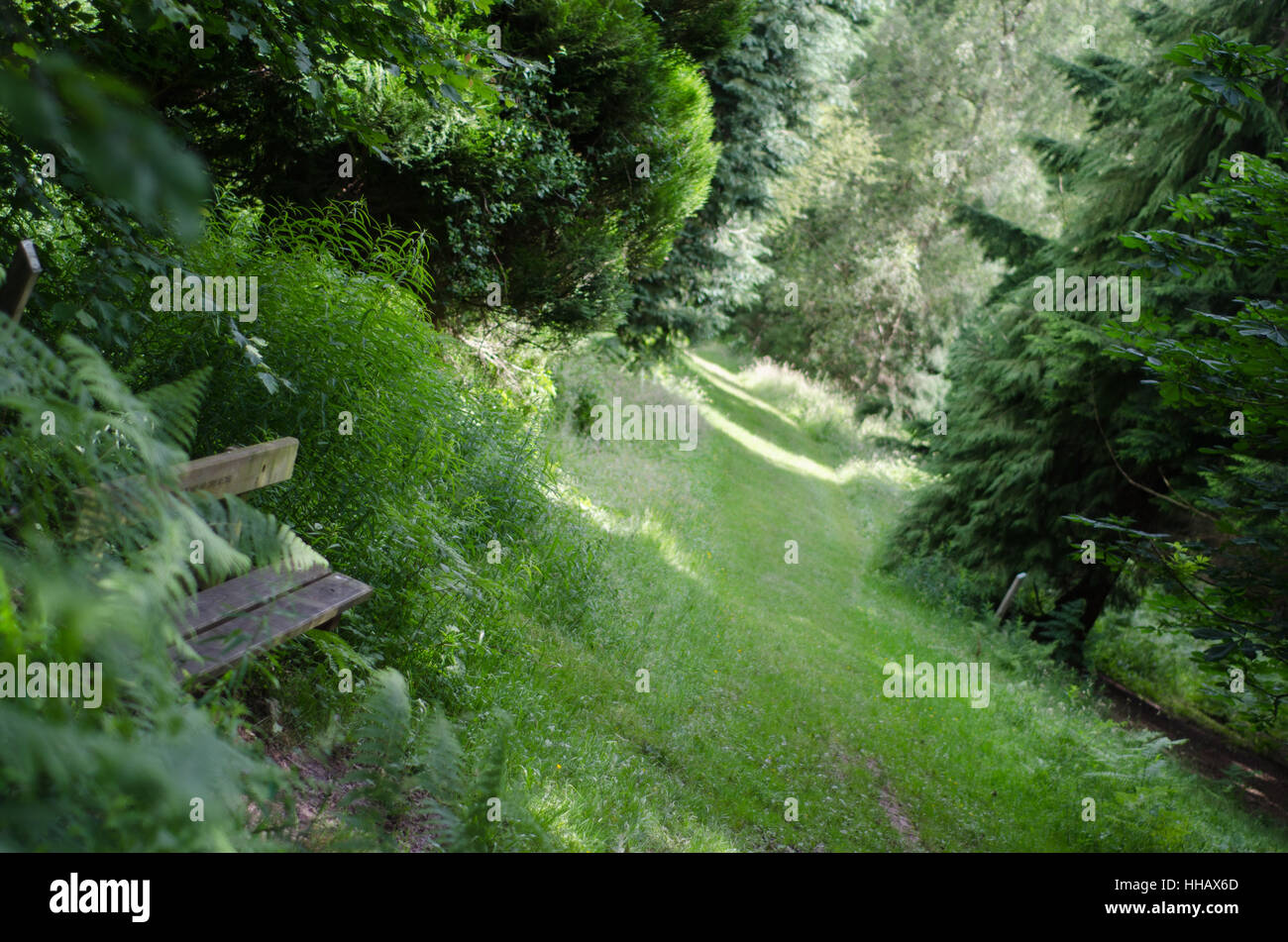 woods, track, footmark, footprint, path, way, pathway, forest, walk, go ...