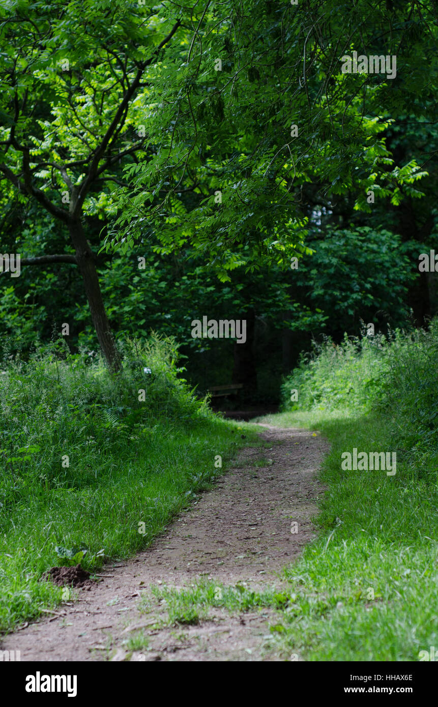 woods, track, footmark, footprint, path, way, pathway, forest, walk, go ...