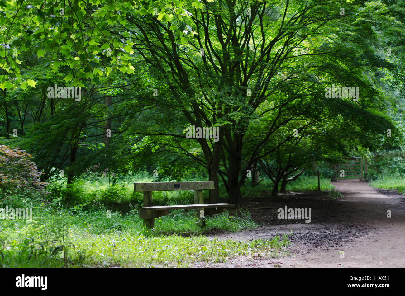 woods, track, footmark, footprint, path, way, pathway, forest, walk, go ...