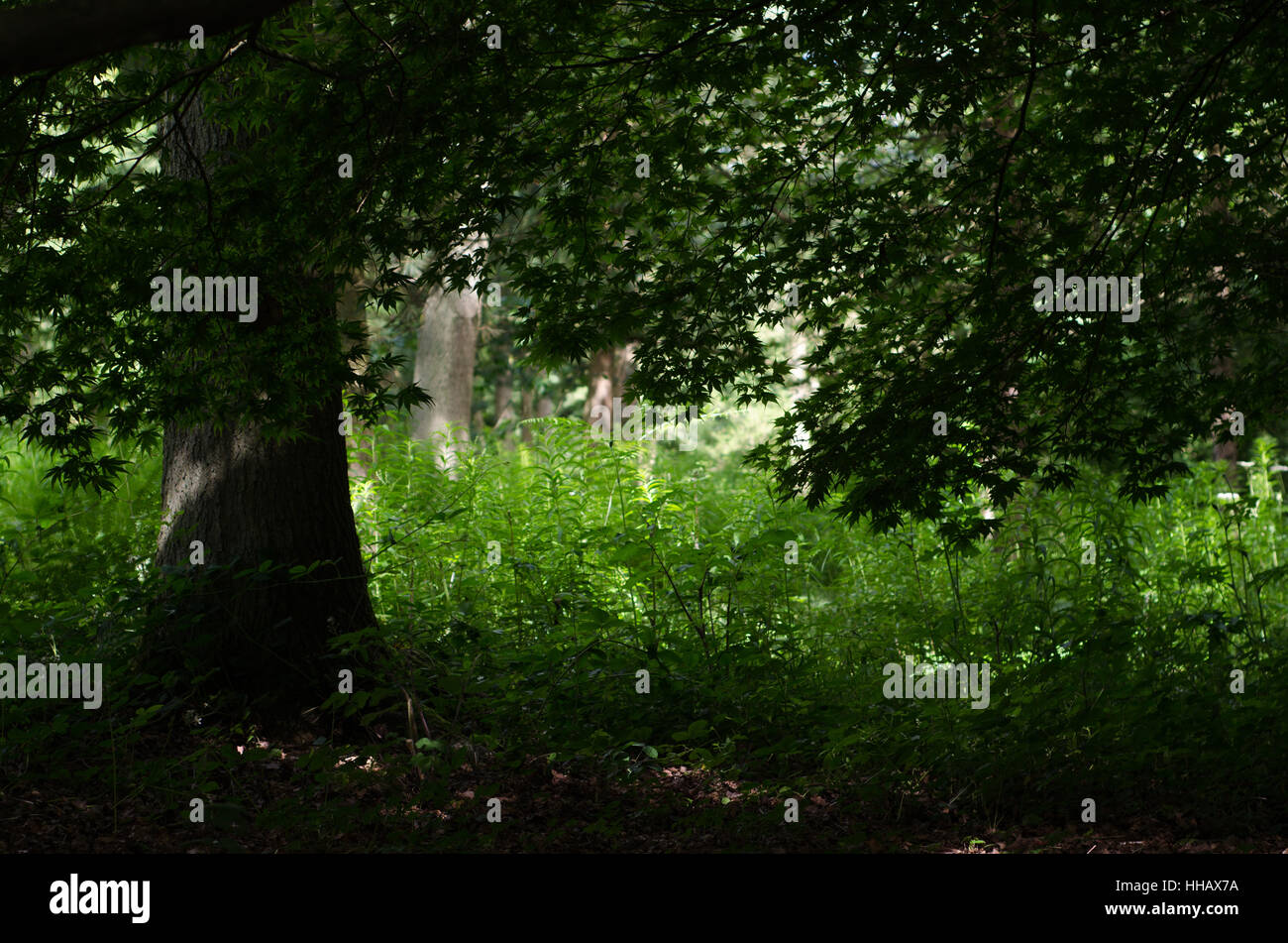 tree, trees, branch, maple, forest, tree, trees, branch, maple, forest ...