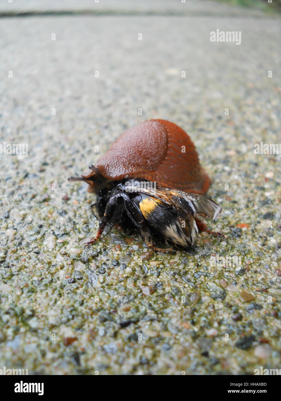 scene by the wayside Stock Photo - Alamy