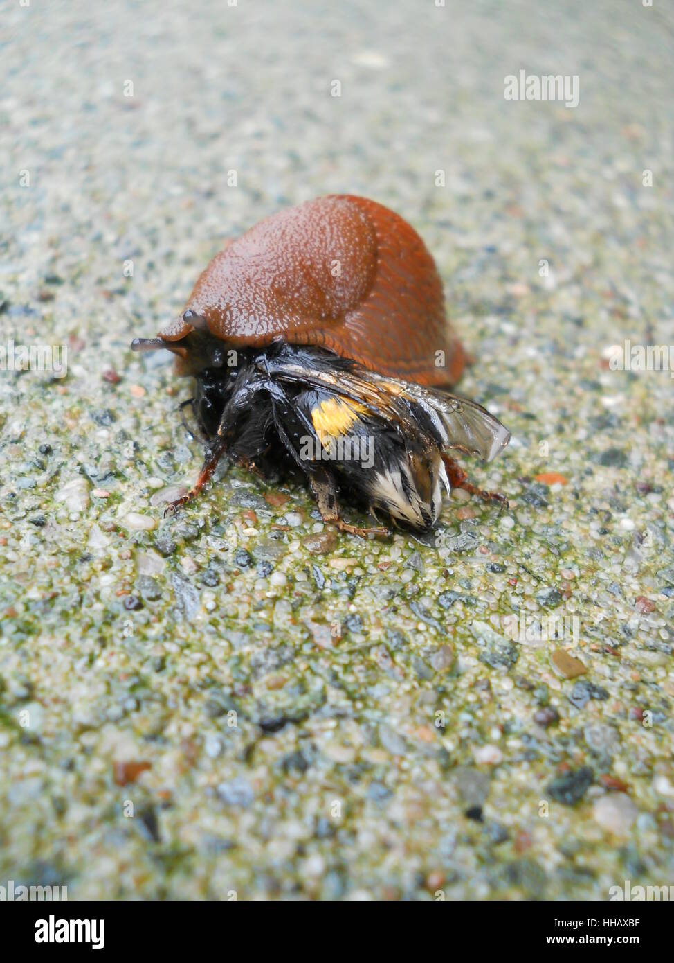 scene by the wayside Stock Photo - Alamy