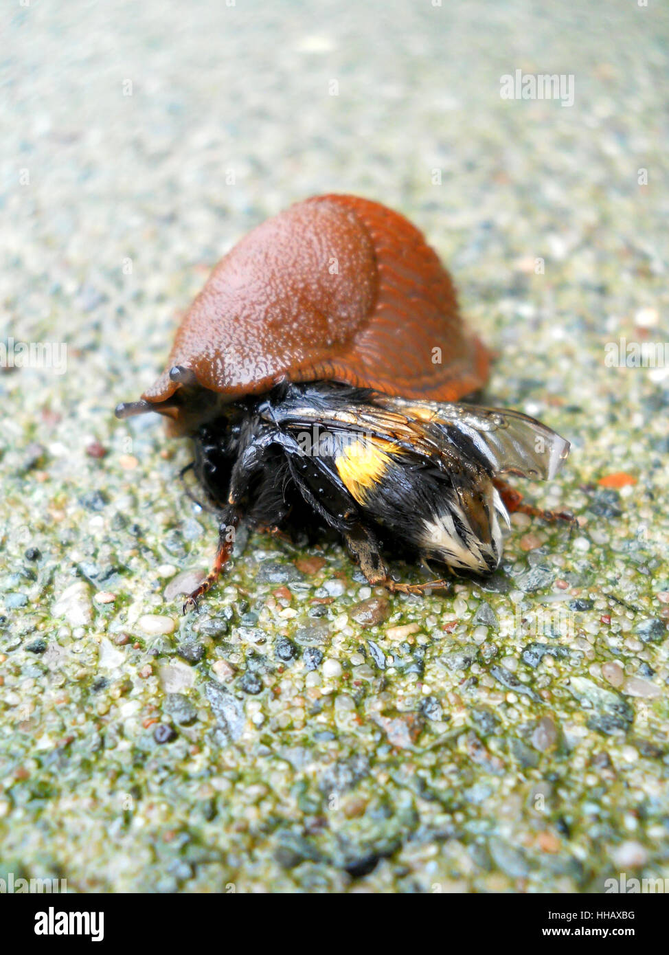 scene by the wayside Stock Photo - Alamy