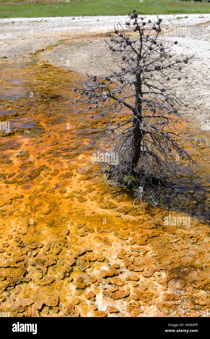 environment, enviroment, colour, tree, trees, summer, summerly, america ...