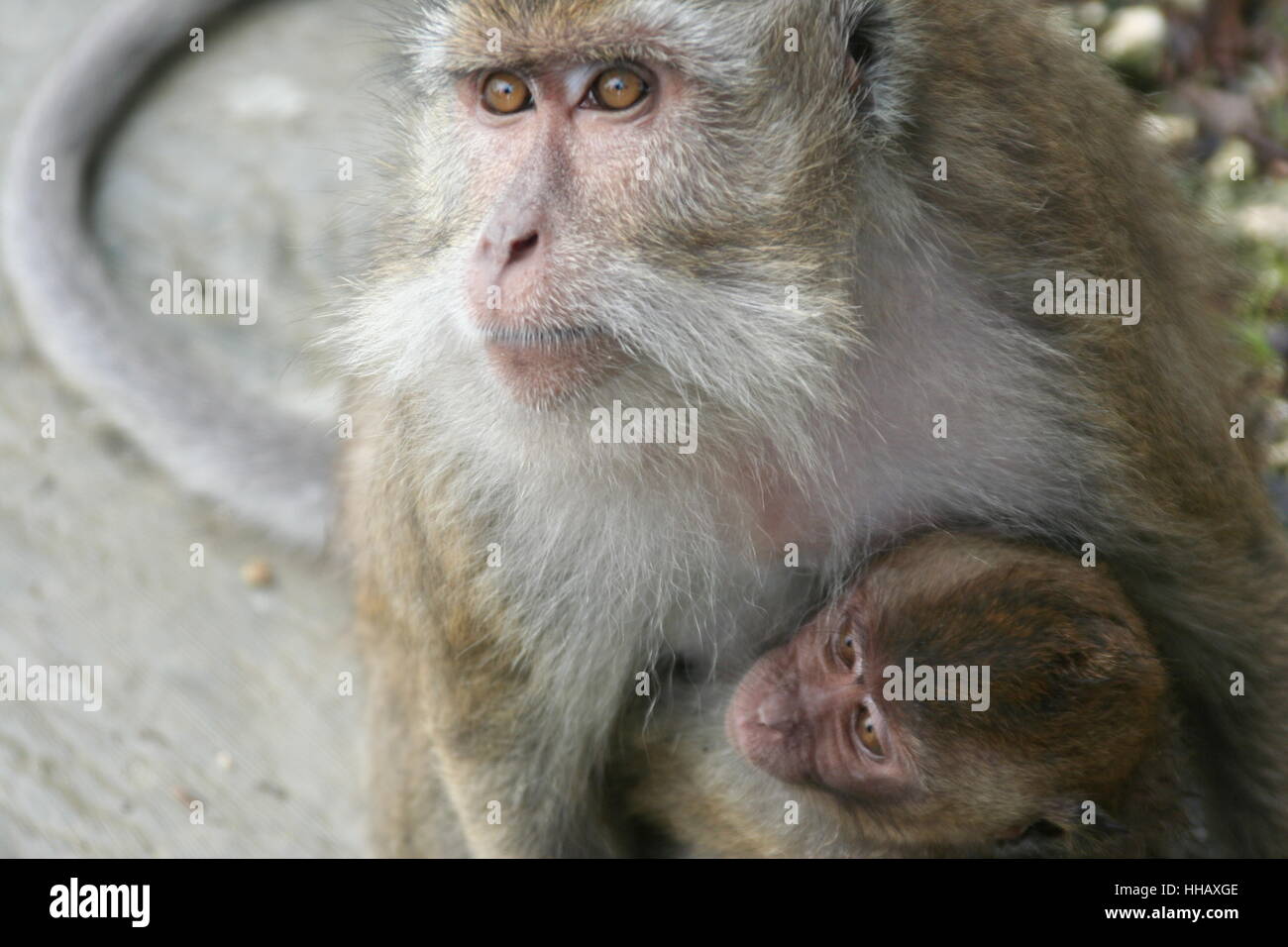 travel, fauna, asia, tourism, animals, monkey, indonesia, photo, camera ...