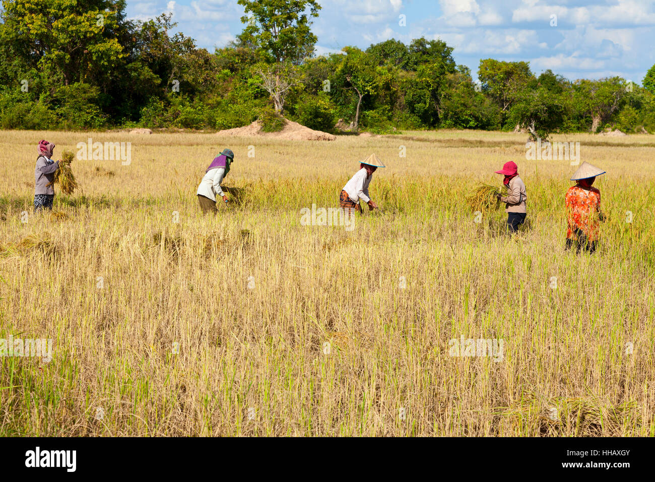 agriculture, farming, field, harvest, farm, cambodia, workers, laborer ...