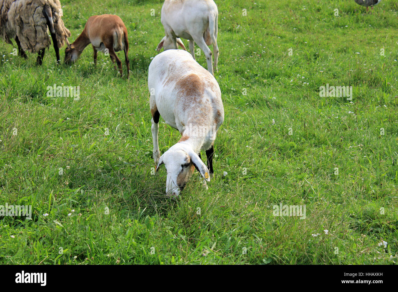 goat, buck, cornets, male, he-goat, mammal, agriculture, farming, goat ...